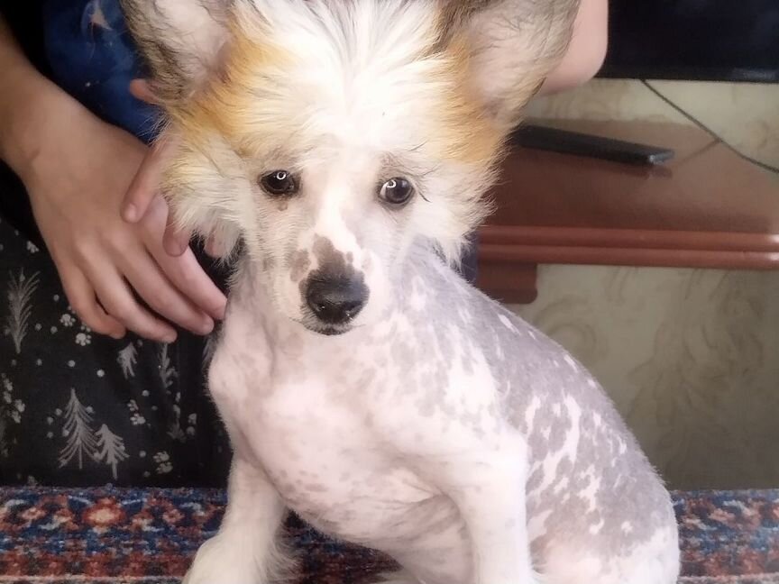 Голый щенок кхс