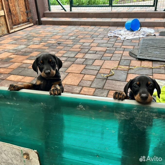Щенки добермана резерв