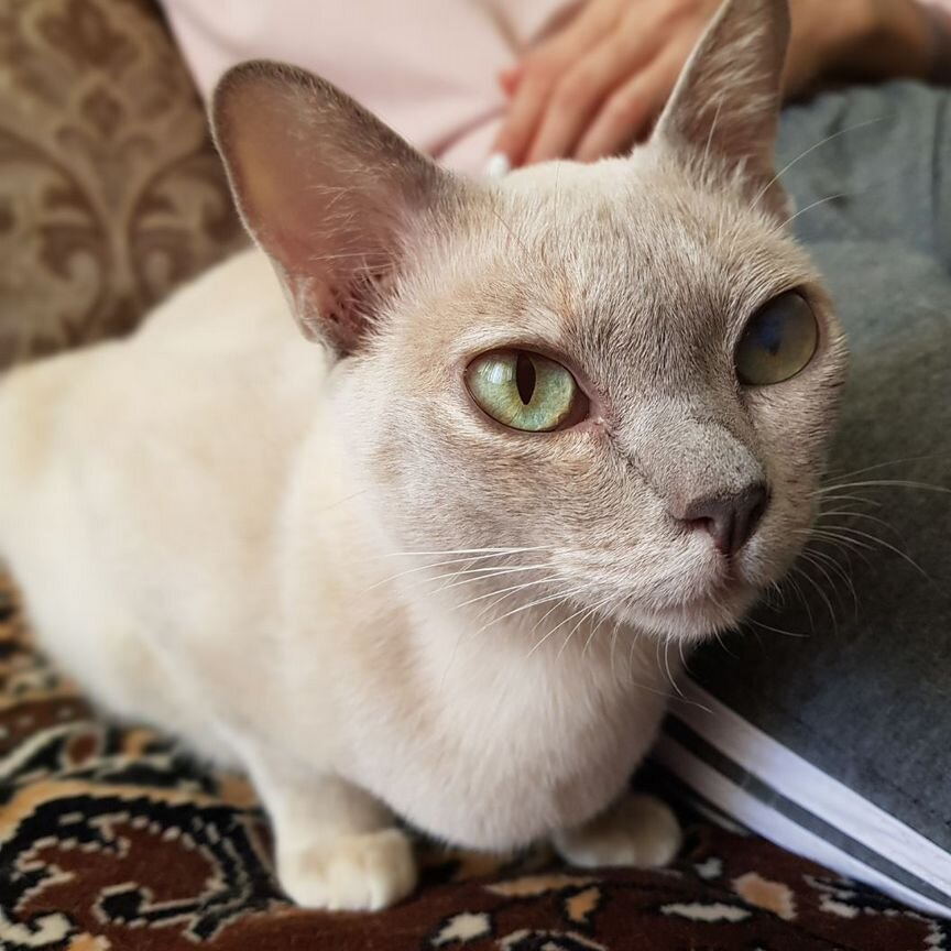 Ласковая лиловая кошечка ищет дом