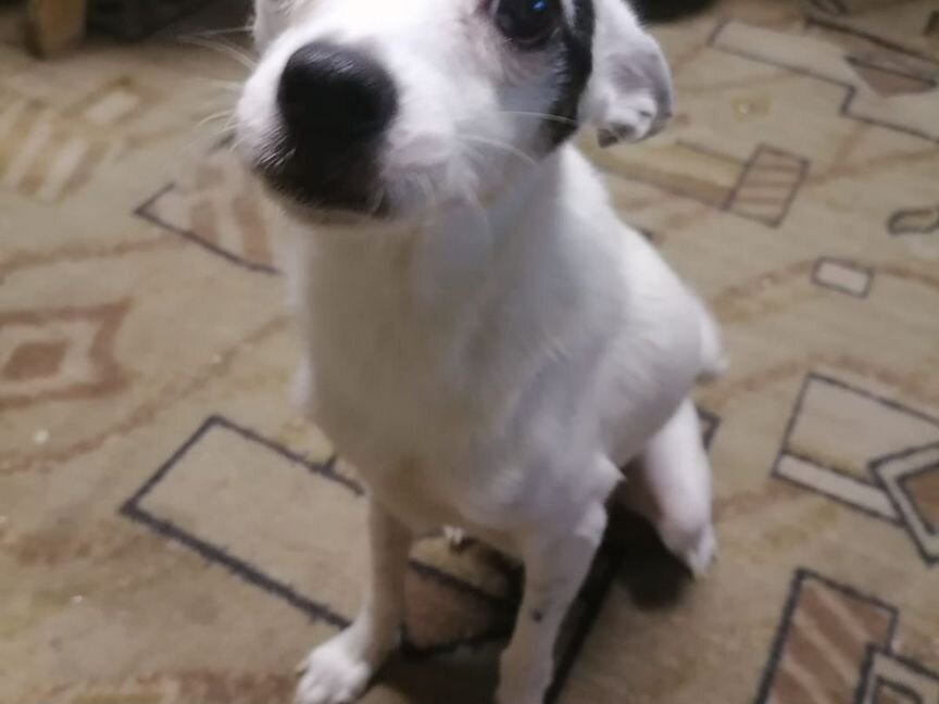 Той-терьер щенки