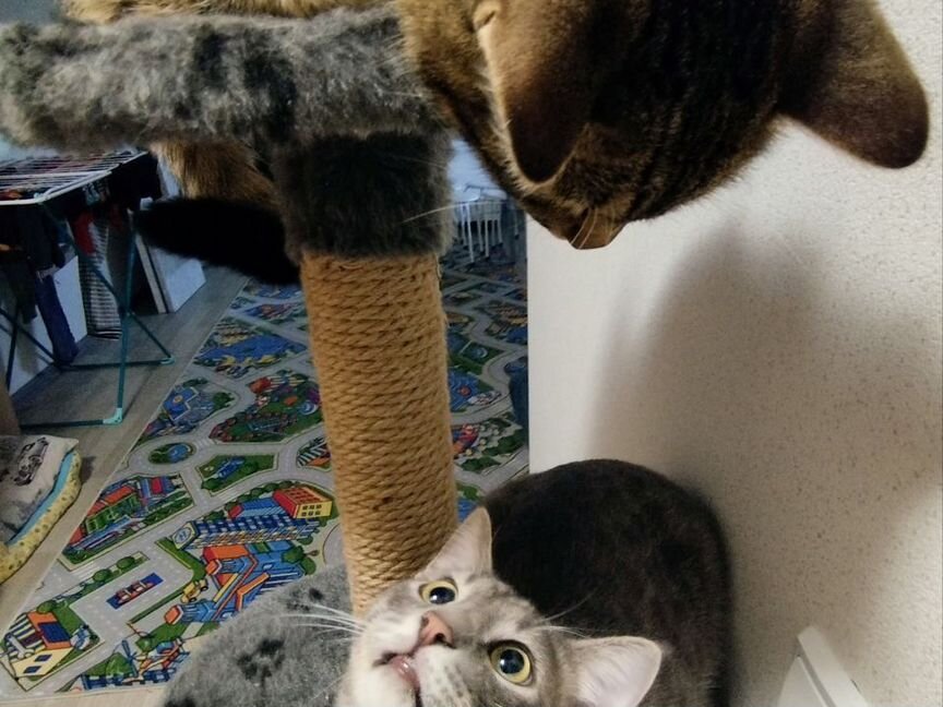 Отдам котов с приданым