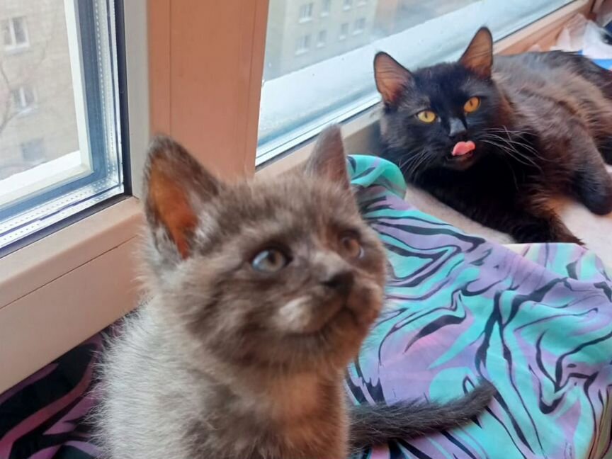 Котята метисы