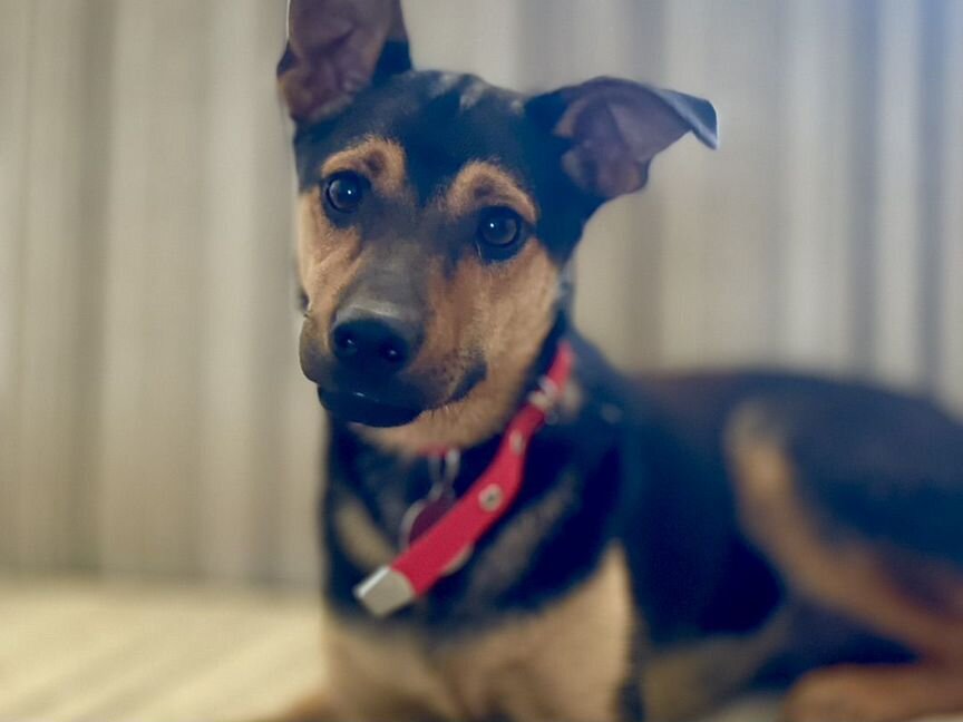 Кевин ищет дом