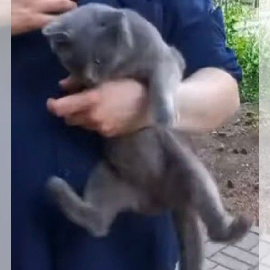 Вислоухая кошка