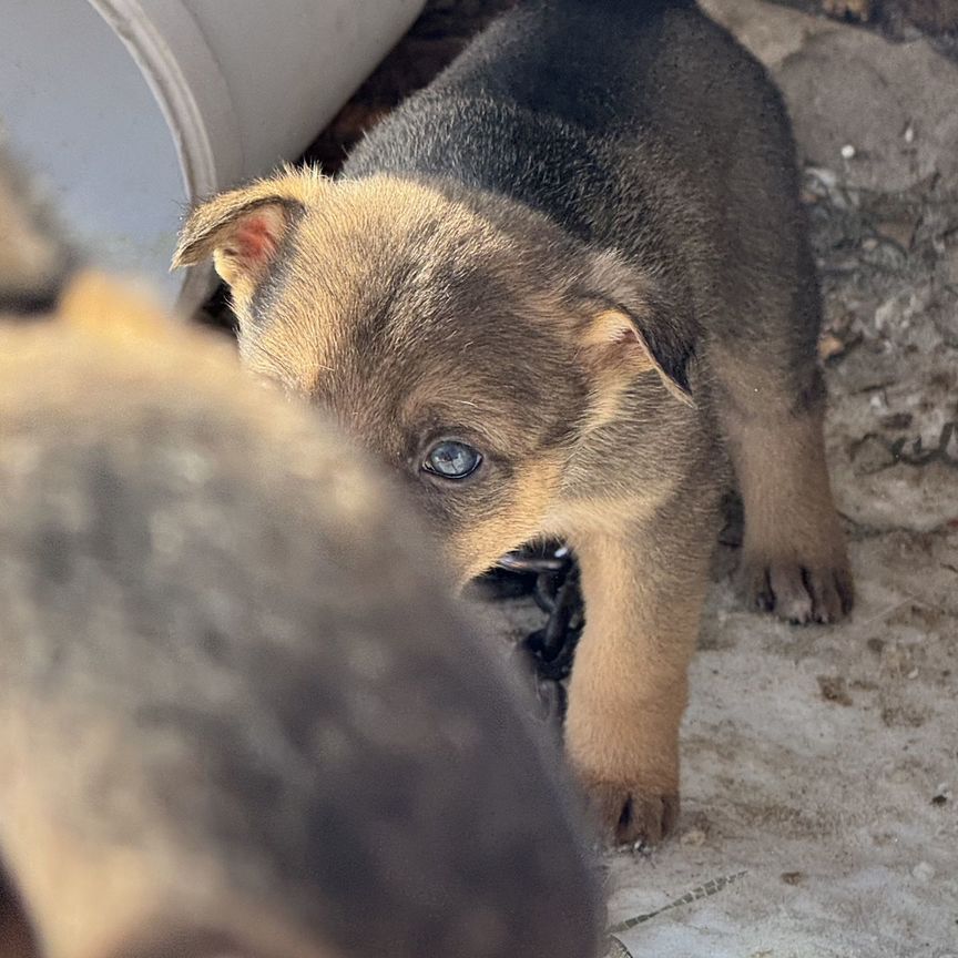 Отдам щенков в добрые руки