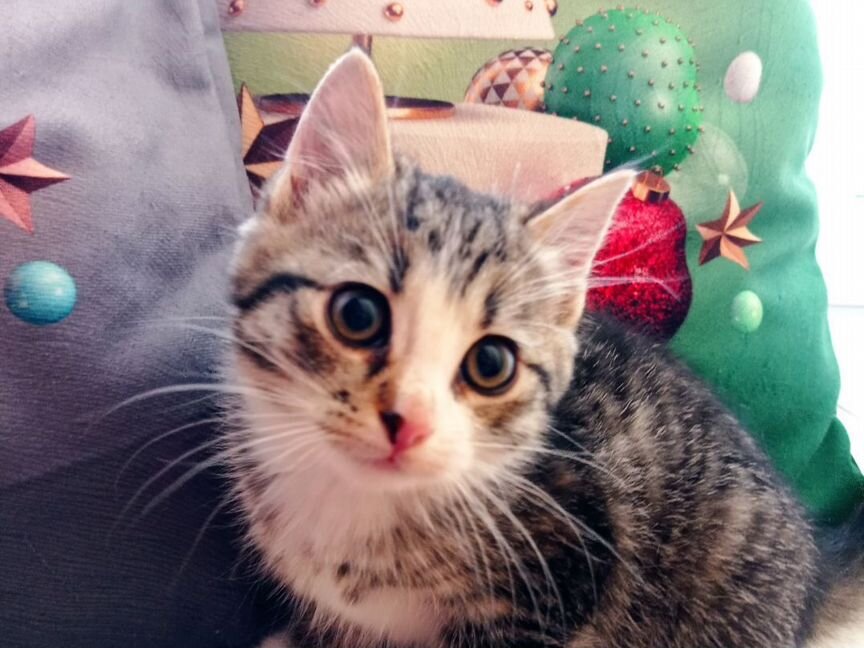 Котёнок девочка