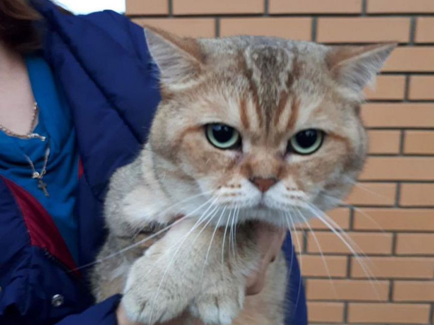 Вязка золотой кот