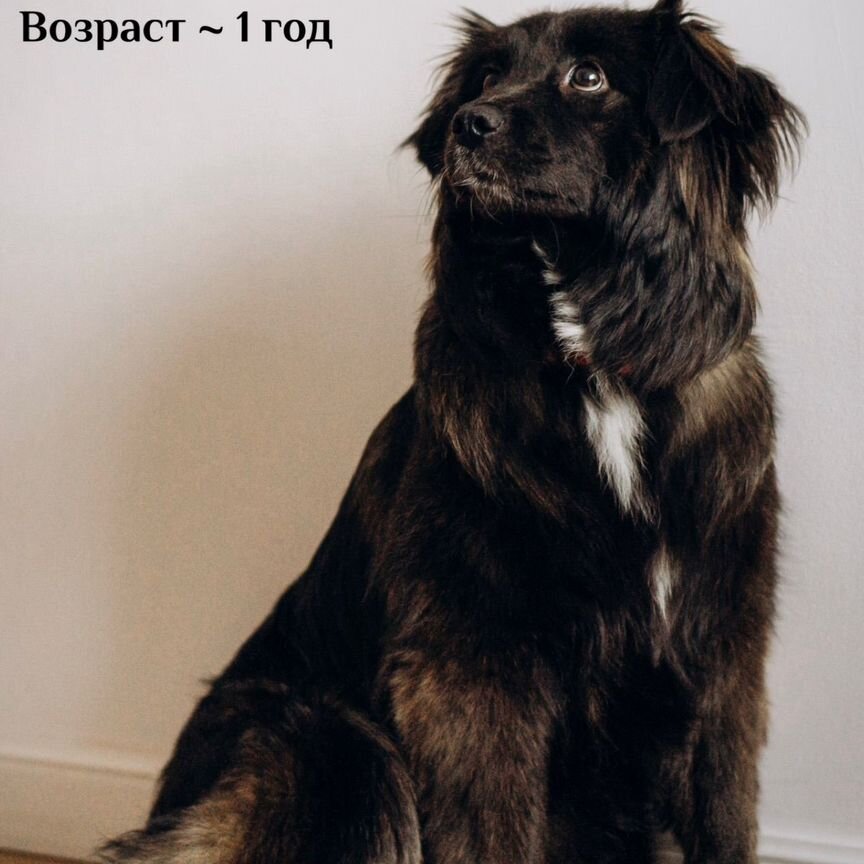 Взрослая собака в добрые руки