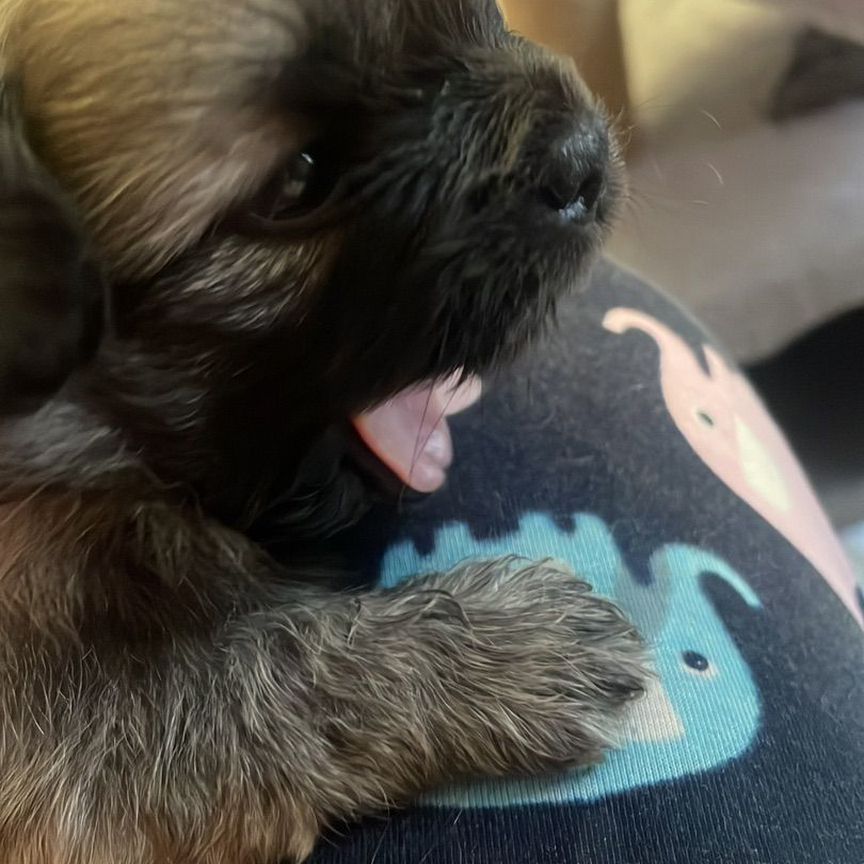 Щенки пекинеса