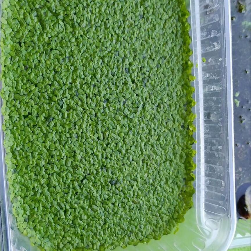 Ряска для аквариума