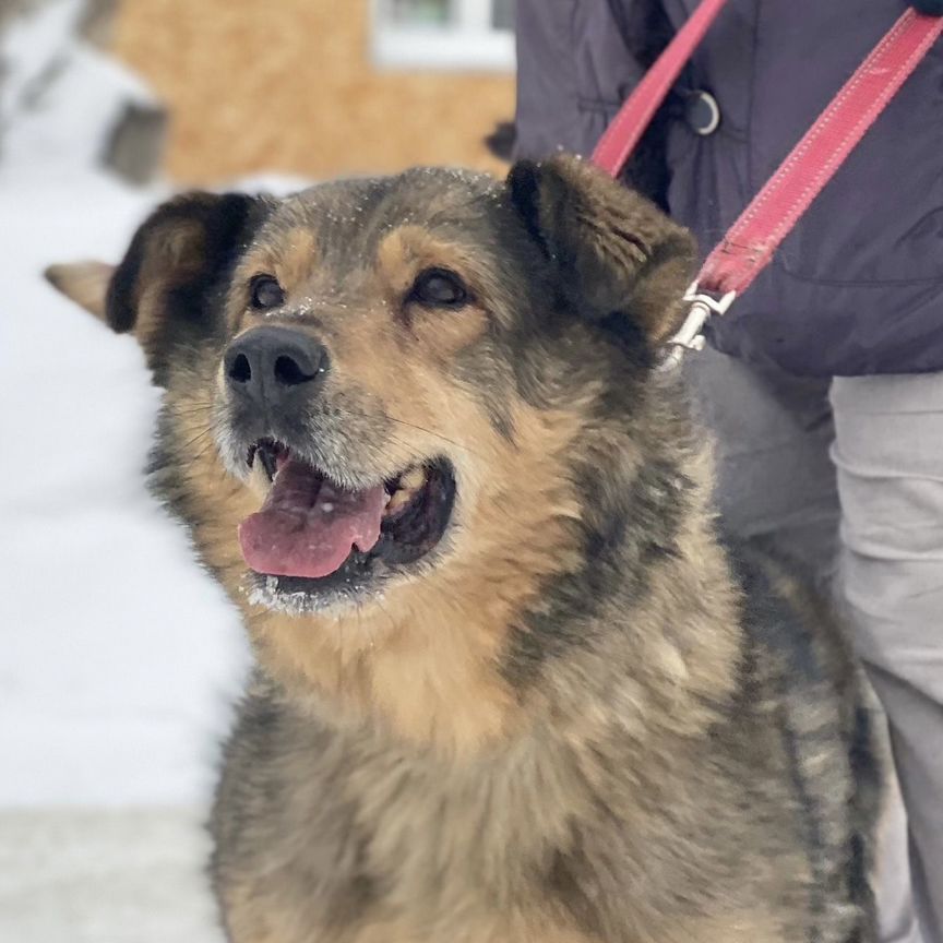 Взрослая собака в добрые руки