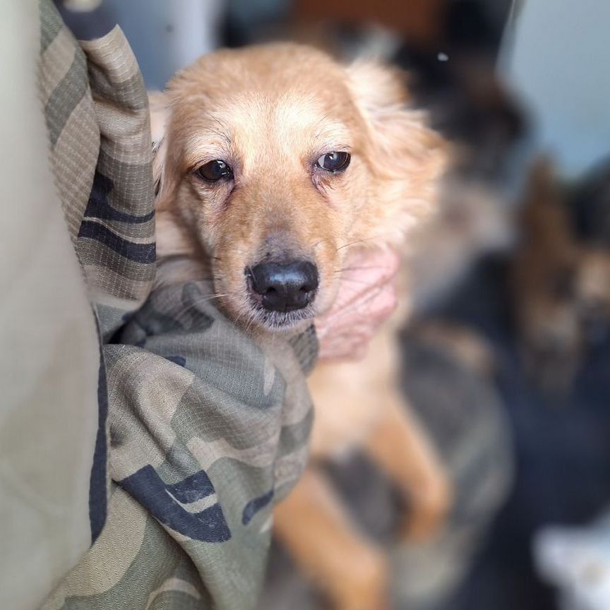 Взрослая собака в добрые руки