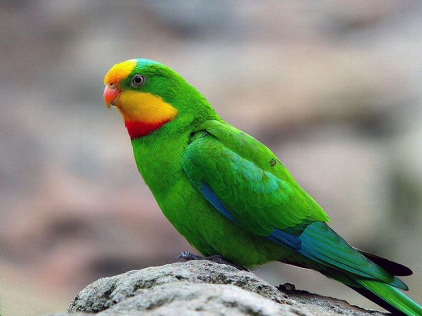 Попугай Барабандовый