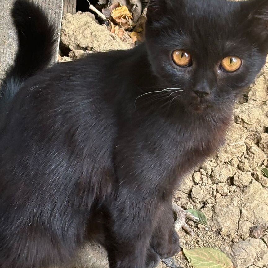 Котик в добрые руки шотландец