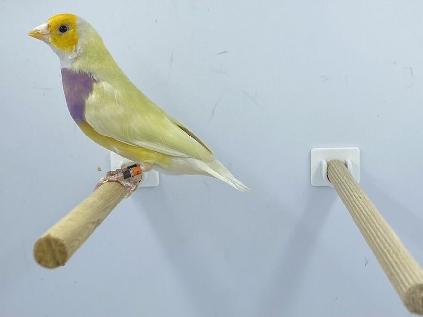 Самка амадины гульда