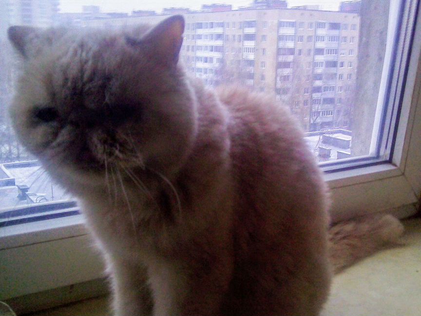 Экзотическая кошка