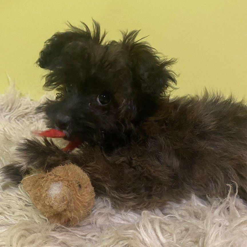 Мальтипу, щенок