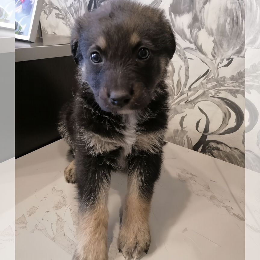 Щенок в добрые руки