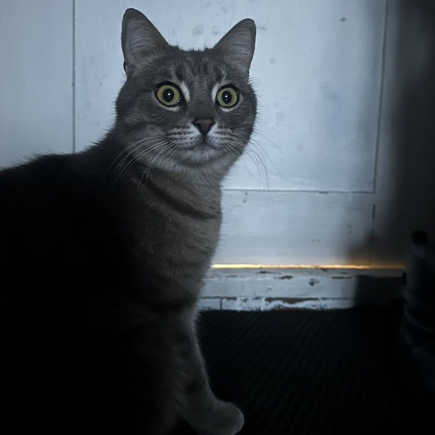 Взрослый кот в добрые руки