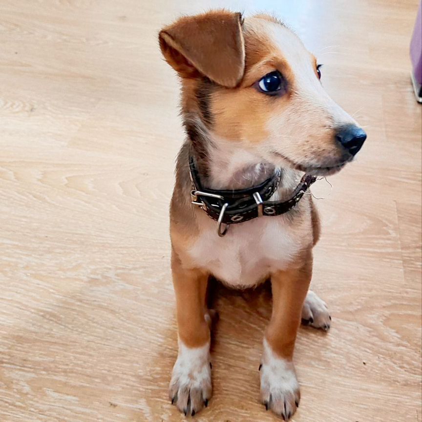 Отдам щенка девочку