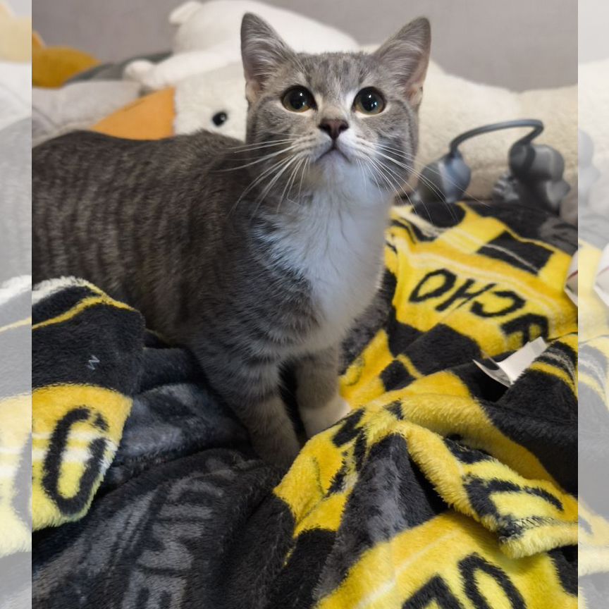 Британский короткошёрстный котёнок