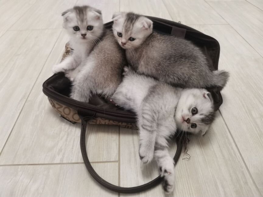 Шотландский вислоухий котенок