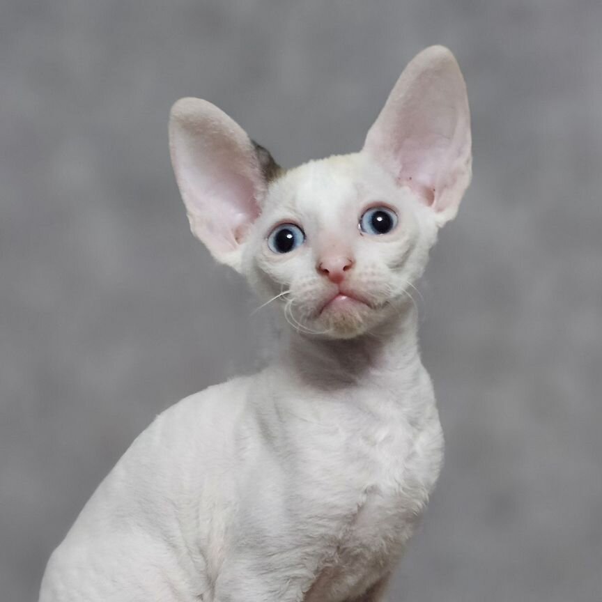 Котята корниш-рекс