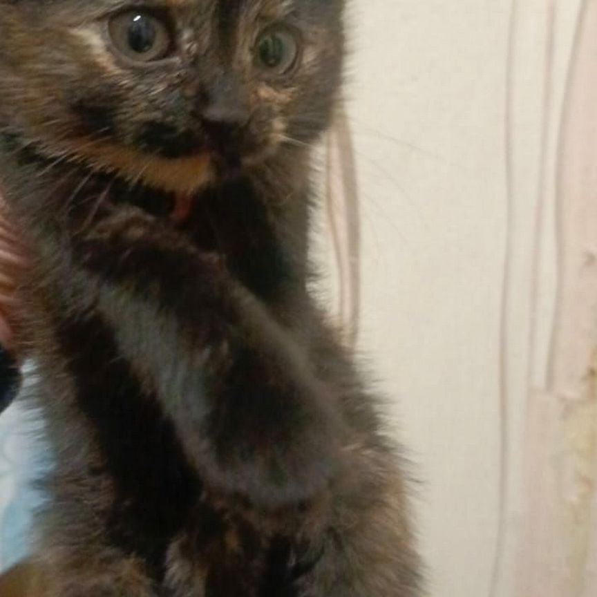 Котенка девочку нашли на рынке
