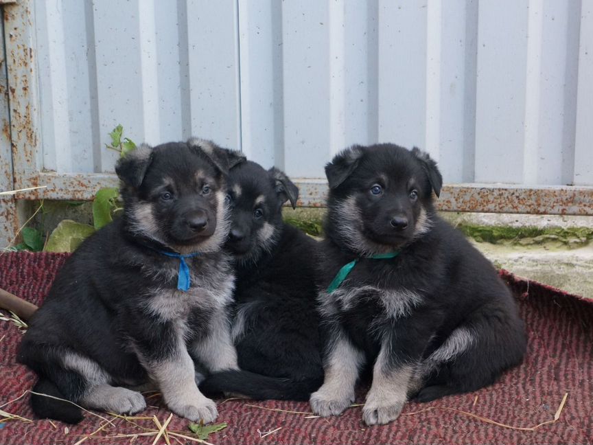 Восточноевропейская овчарка
