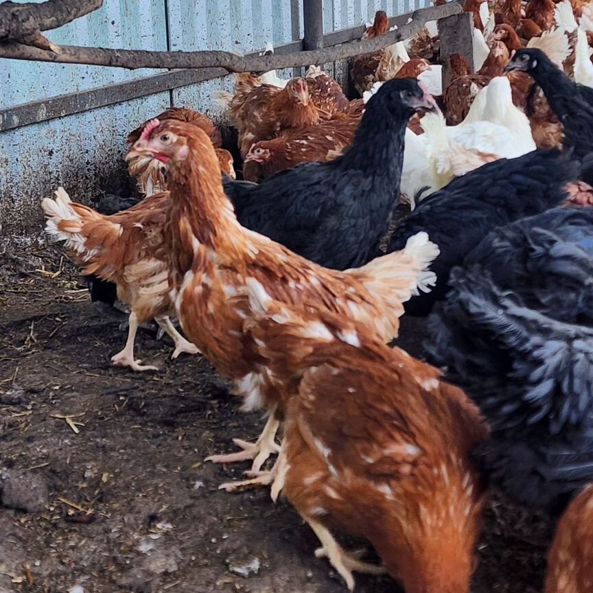 Курицы несушки молодки