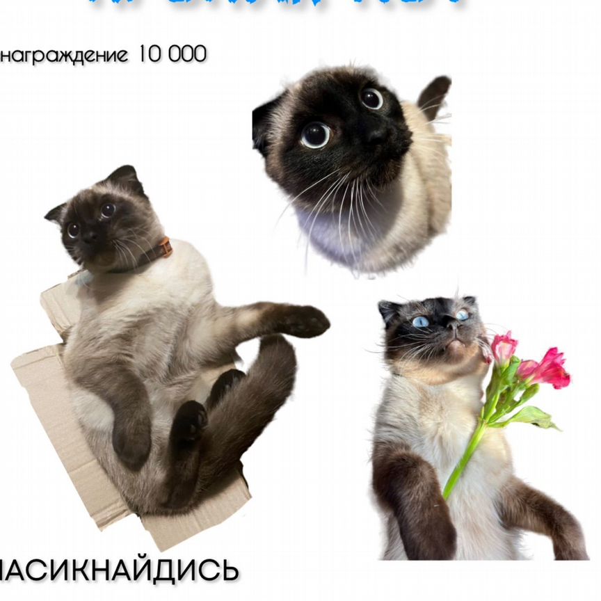 Сиамская кошка, взрослая