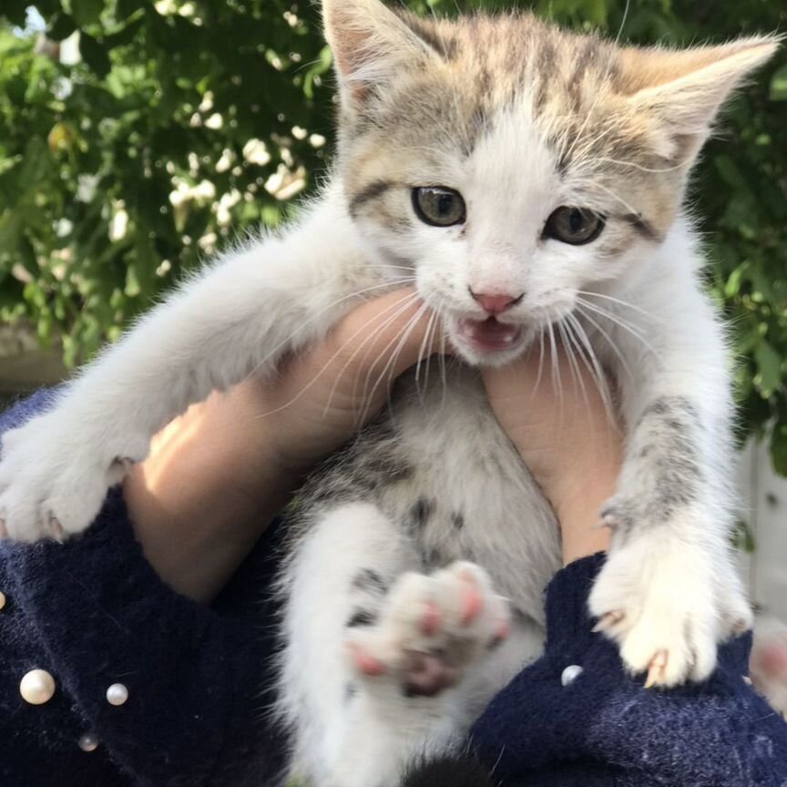 Котёнок хочет найти себе любищего хозяина