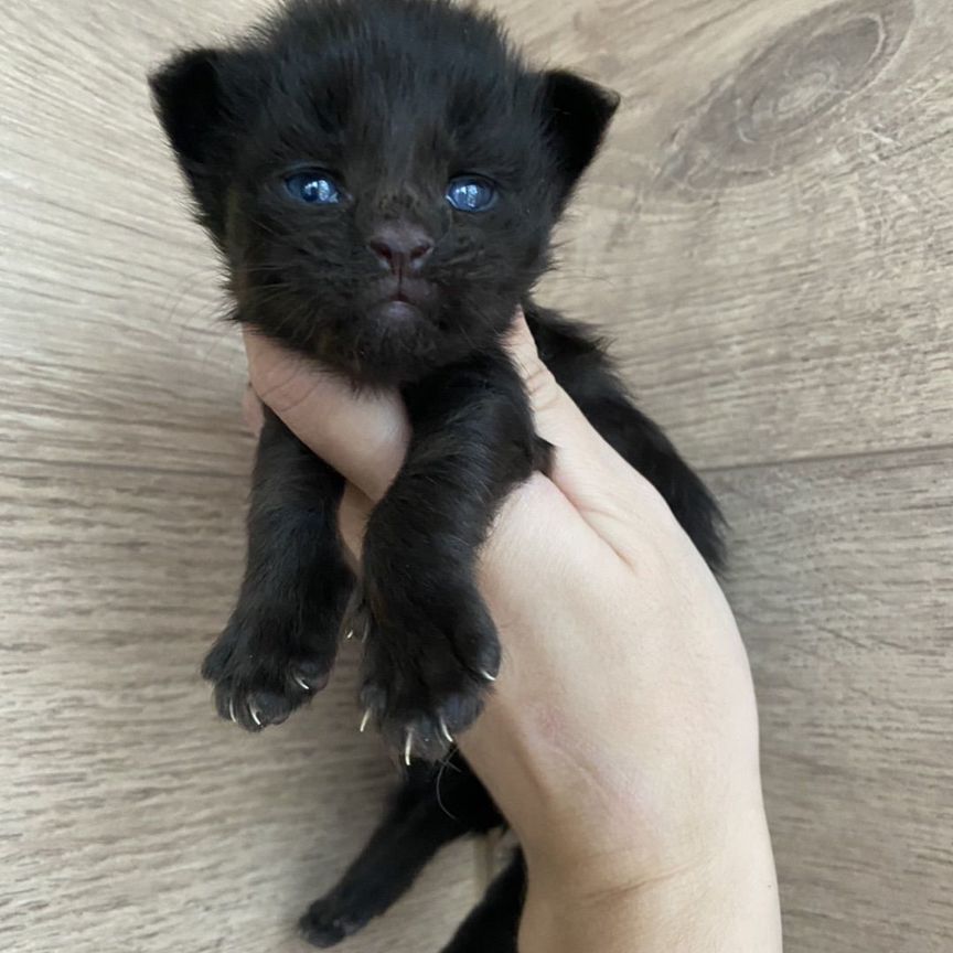 Мальчик мейн-кун черный солид