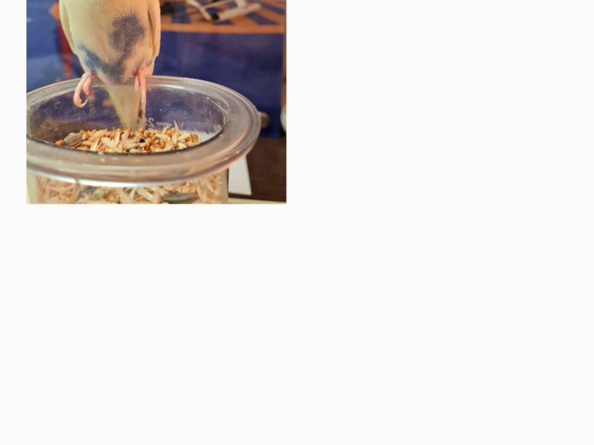 Волнистый попугай с клеткой