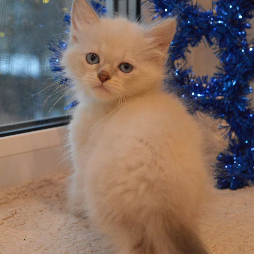 Невский котик 2 мес