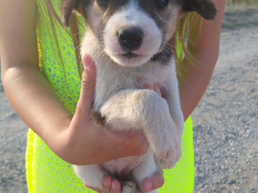 Милые щеночки