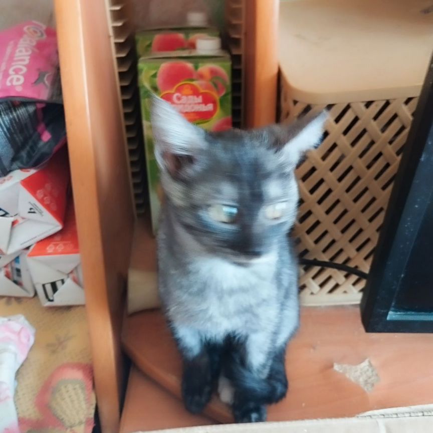 Котомалышка