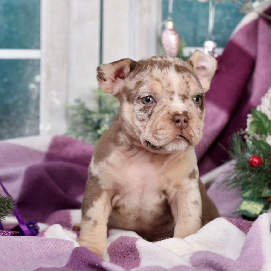 Американский булли, щенок