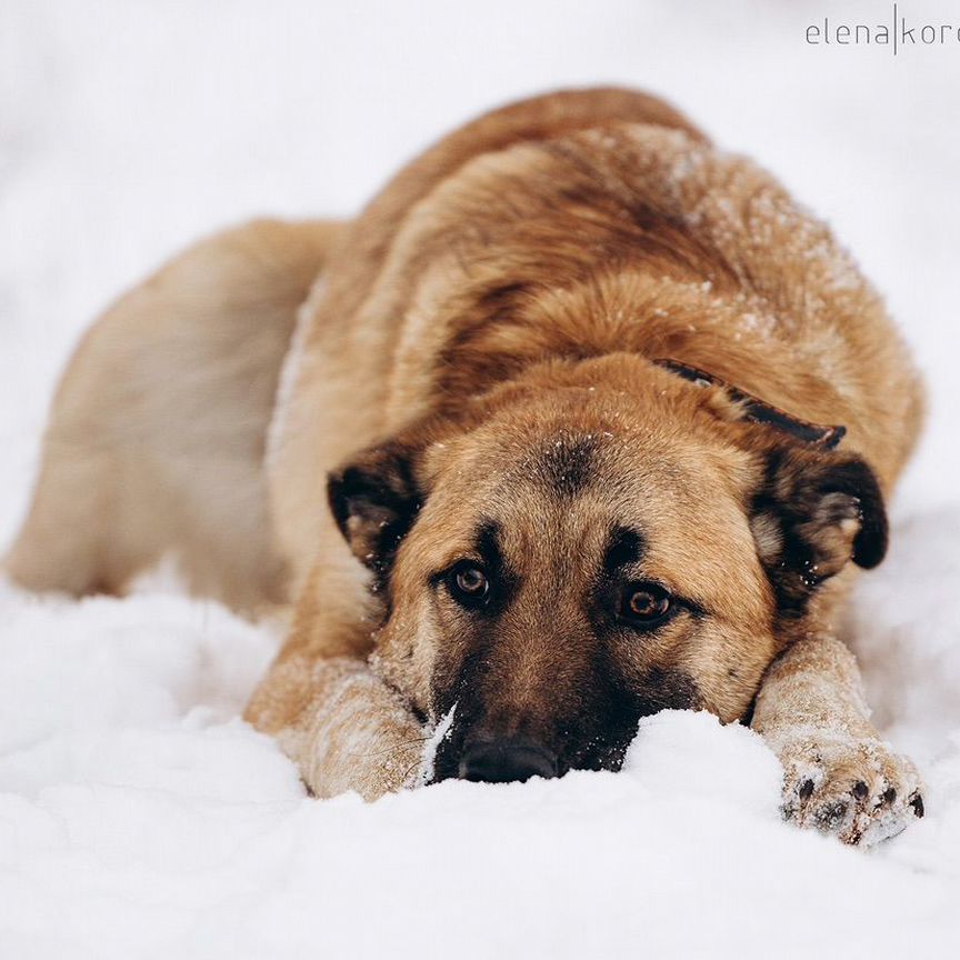 Щенок в добрые руки