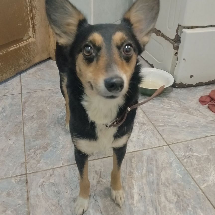 Несчастная собачка