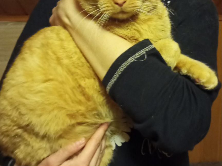 Кот