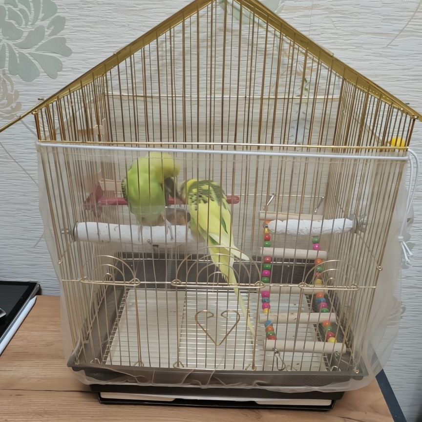 Волнистый попугай