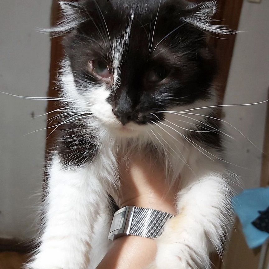 Коты в добрые руки