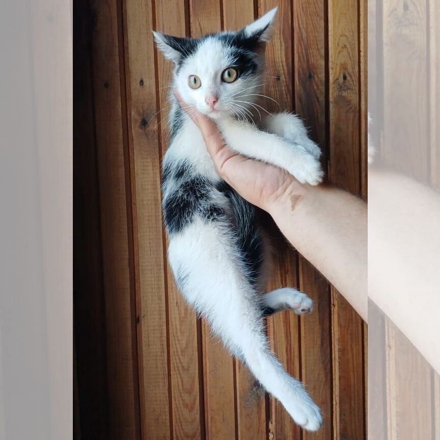 Котенок мальчик 3,5 месяца
