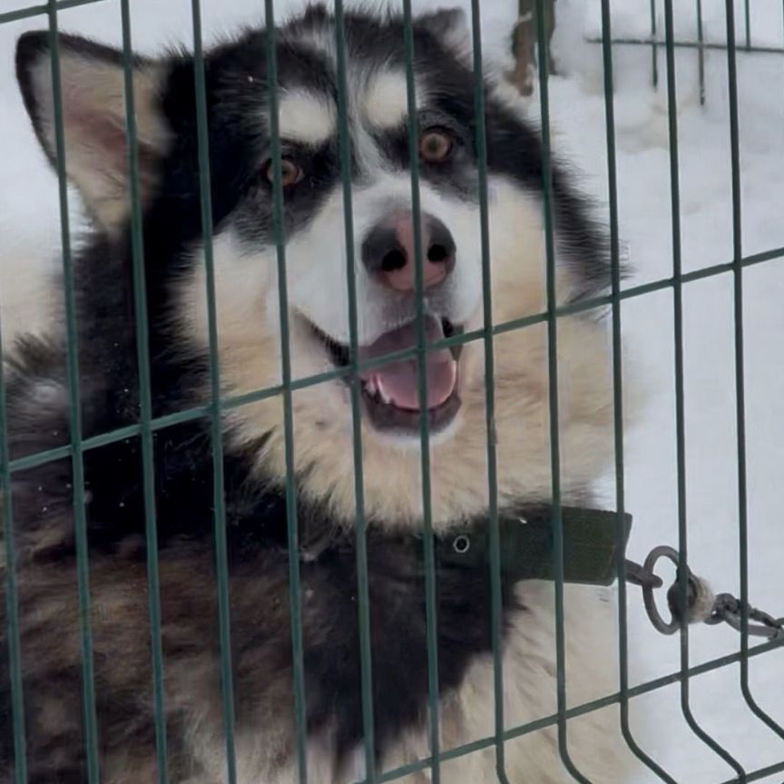 Аляскинский маламут, взрослая собака