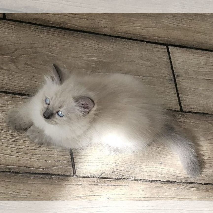 Котёнок Невский маскарадный