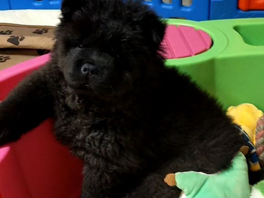 Щенки чау-чау