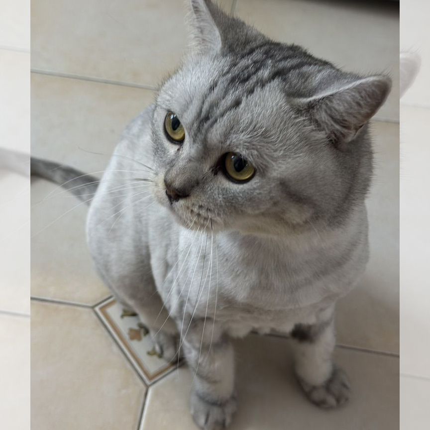 Шотландский прямоухий короткошёрстный, взрослый кот