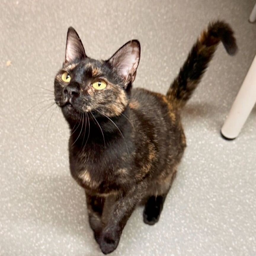 Общительная Чара