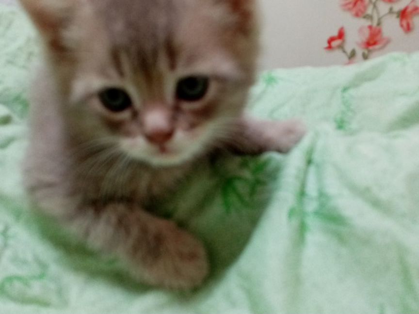 Отдам котят в добрые руки